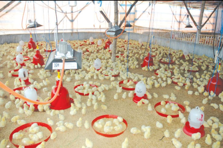 Manajemen Brooding Pada Ayam Petelur Dari DOC | 0856-55-28-11-14 Dokter ...