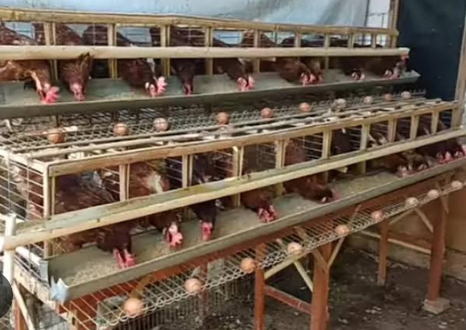 Modal Usaha Ayam Petelur 100 Ekor Dan Keuntungan nya ? | 0856-55-28-11-14 Dokter Unggas, Harga ...